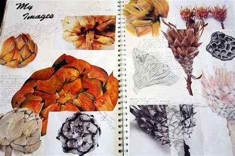 A2 Art Personal Investigation Unit 3 Natural Forms Natural Form