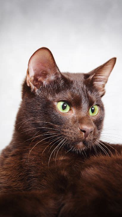 Havana Brown Siamese Cat A Deep Dive Into The Breed S History