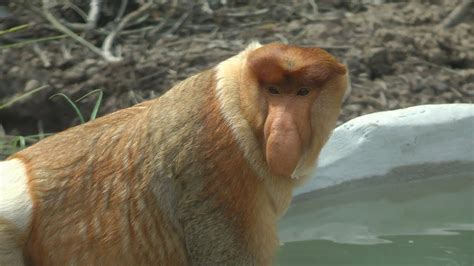 Proboscis Monkeys Borneo Youtube