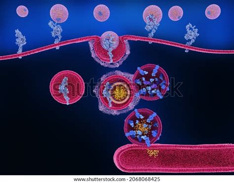Hypertriglyceridemia Over 78 Royalty Free Licensable Stock Hypertriglyceridemia Over 78 Royalty Free Licensable Stock