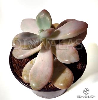 Pachyphytum Pink, Пахифитум, лунный камень, суккулент, род толстянковых