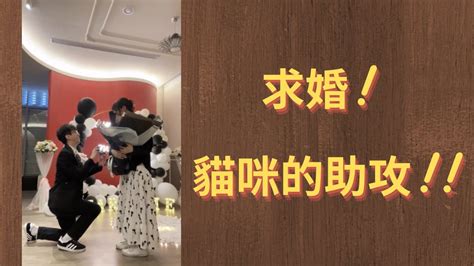 【rey的西洋棋】求婚來自貓咪的助攻 国际象棋 Chess Youtube