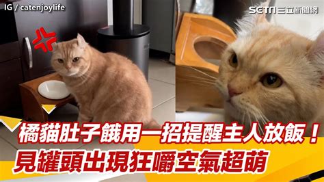 橘貓肚子餓用一招提醒主人放飯！ 見罐頭出現狂嚼空氣超萌｜三立娛樂星聞 Youtube