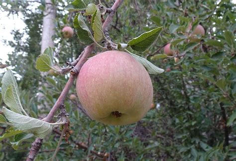 Apple Tree Ladakh Free Photo On Pixabay Pixabay