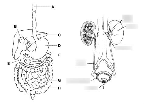 The Digestive Excretory Systems Diagram Quizlet