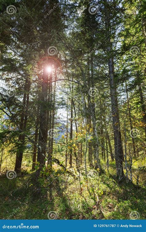 Light In The Forest With The Back Light And Lens Flares Stock Image