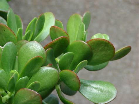 Crassula Ovata Jade Plant Artofit