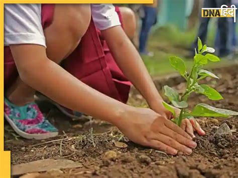 Gardening Tips And Tricks आपको भी है गार्डनिंग शौक इन बेसिक ट्रिक्स