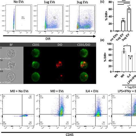 Endothelial Cells And Macrophages Have Differential Msc‐ev Uptake