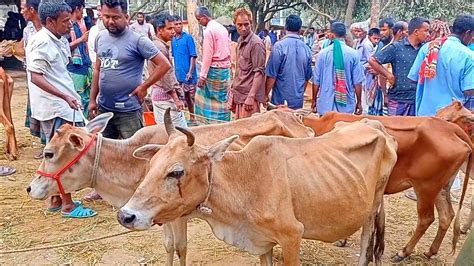আজ ১৬ মে হাটের শেষ মহূর্তে সবচেয়ে কমদামে শুকনো হাড্ডিসার