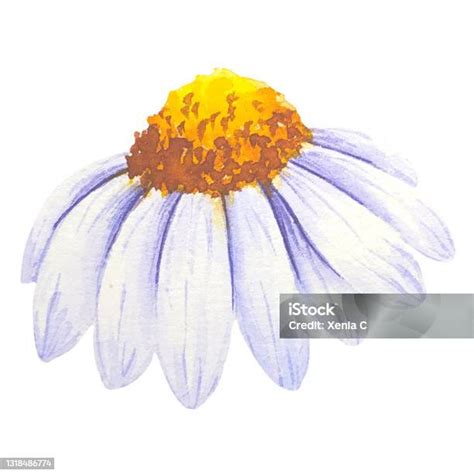 수채화 데이지 손 그린 일러스트레이션 흰색 배경에 고립 된 수채화 데이지 수채화 꽃 식물 도면 카모마일 수채화 0명에 대한 스톡 벡터 아트 및 기타 이미지 Istock