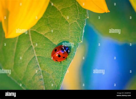 Macro Of Ladybug On A Blade Of Sunflower N The Morning Sun Ladybug Bug Natural Insecticide