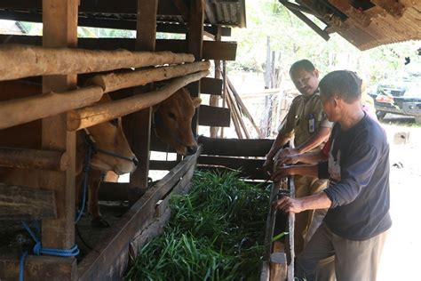 Penilaian Kelompok Tani Ternak Sapi Potong