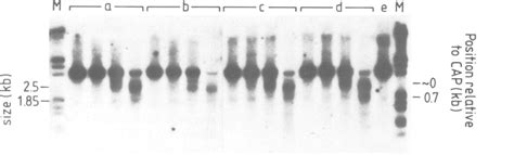 Mapping Of Dnase I Hypersensitive Sites In The 5 Region Of The Mouse Download Scientific