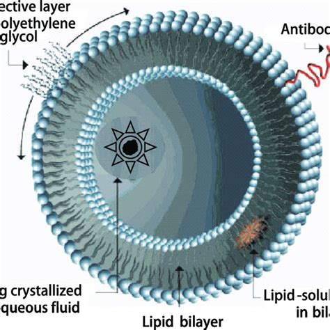 5 Lipoplex Mediated Transfection A And Endocytosis B Download