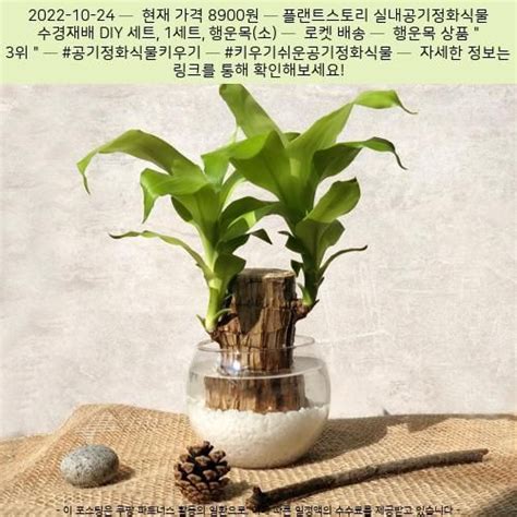 2022 10 24 현재 가격 8900원 플랜트스토리 실내공기정화식물 수경재배 Diy 세트 1세트 행운목소