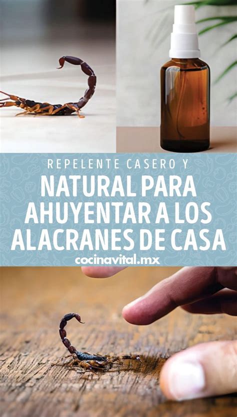 Repelente Casero Y Natural Para Ahuyentar A Los Alacranes De Casa
