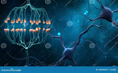 Synapse And Neuron Cells Transmission Signal Of Impulse In A Living