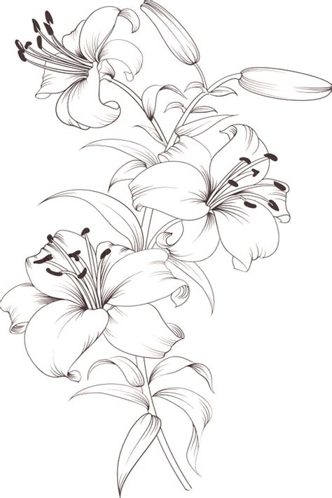 Lily Name Coloring Pages Coloring Pages
