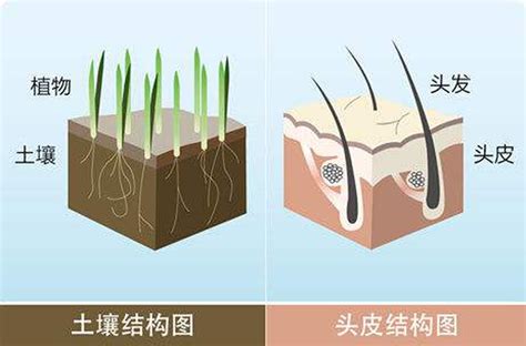 植发到底是怎么进行的（植发原理）？成活率高吗？ 知乎