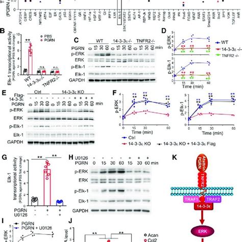 14 3 3ε Deletion Exaggerates Naturally Occurring Phenotype With Age Download Scientific