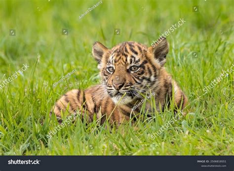 Sumatran Tiger Cub Grass Stock Photo 2506819551 Shutterstock