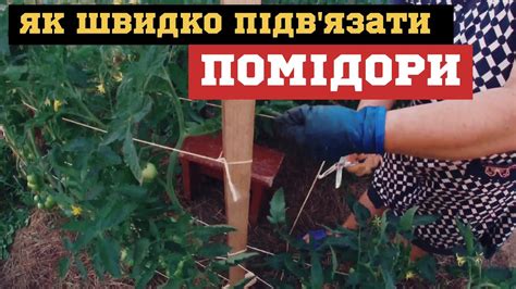 Як ЛЕГКО і ЕФЕКТИВНО підвязати помідори на відкритому грунті Лайфхак з Youtube Youtube