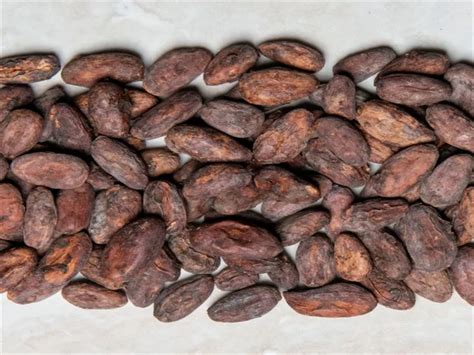 How To Roast Cocoa Beans Cocoa Bean Roasting Machine