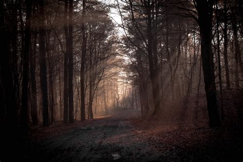 무료 이미지 경치 나무 숲 집 밖의 분기 안개 햇빛 아침 잎 분위기 환경 가을 어둠 시즌 광선 일사량 삼림지 서식지 자연 환 경 대기