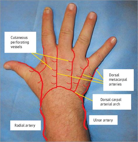 Hand Skin Anatomy