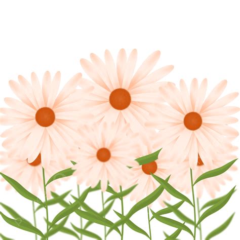 오렌지 데이지 줄 데이지 꽃 흰 국화 Png 일러스트 및 Psd 이미지 무료 다운로드 Pngtree