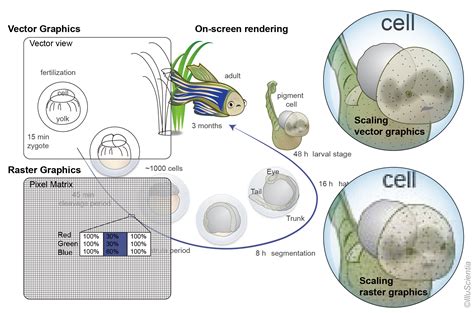 Vector Vs Raster Graphics IlluScientia Scientific Illustration Animation Graphisme