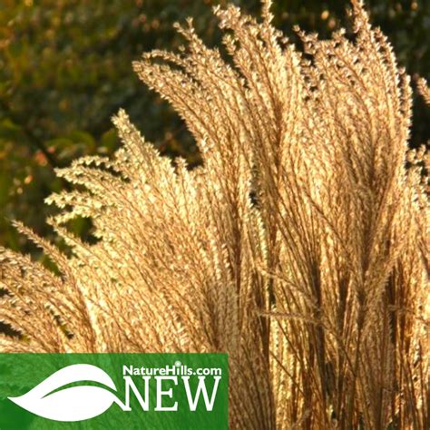Silver Feather Maiden Grass Grasses Garden Northwest Garden Silver