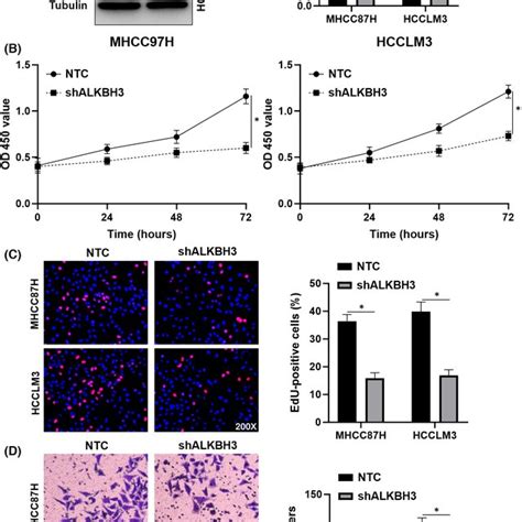 ALKBH3 Knockdown Inhibits HCC Cell Invasion And Proliferation A NTC