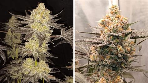 Tropicana Cookies Ff Cannabis Strain Week By Week Guide Fast Buds