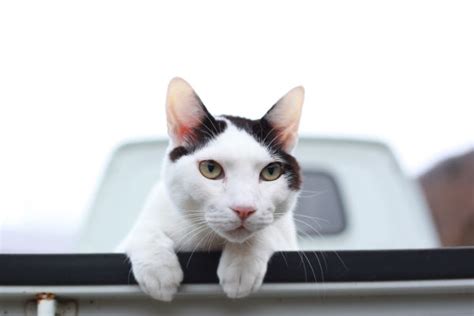 にだいのちび かご猫 Blog