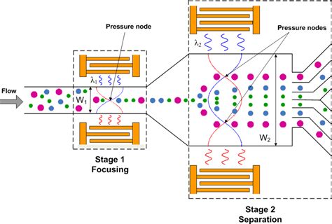 Sheathless Size Based Acoustic Particle Separation