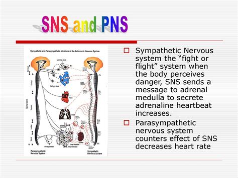 Peripheral Nervous System Ppt Download