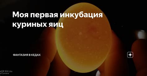 Моя первая инкубация куриных яиц Фантазия в кедах Дзен