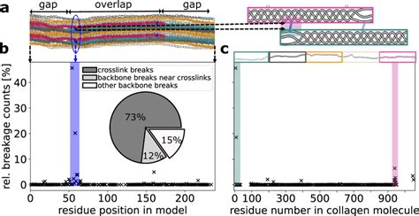 Collagen Ruptures Primarily In Crosslinks But Also Unspecific Ruptures
