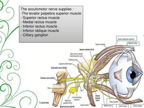 The Fibers Of Cranial Nerve Connect Centrally To Ppt Download