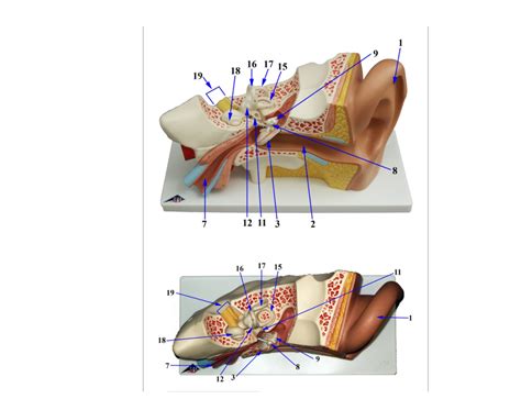 Aandpl Ii Lesson 1 Ear Assignment Diagram Diagram Quizlet