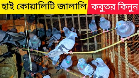 অনেকেই ভাল মানের বুনো কবুতর খোঁজ করেন তাদের জন্য এই ভিডিও জালালি কবুতর কবুতর পালন পদ্ধতি