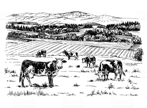 Cows Grazing On Meadow Hand Drawn Illustration How To Draw Hands