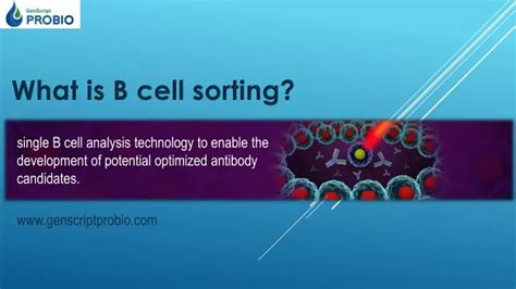 Ppt What Is B Cell Sorting Powerpoint Presentation Free Download