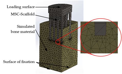 simulation model of the msc scaffold prototype embedded in the