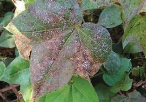 Figure 10 From Deep Learning Approach In Cotton Plant Disease Detection A Survey Semantic Scholar