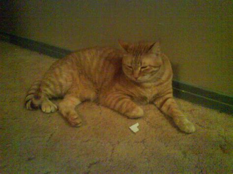 Lazy Casey By Didley Squat On Deviantart