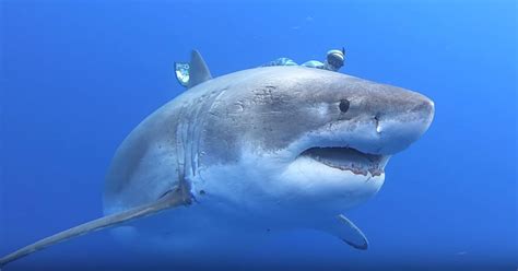 This Is Probably The Closest Most Of Us Will Get To Swimming With Great