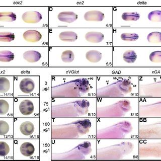 Expression Of Early Neural Patterning And Late Neural Phenotype Genes